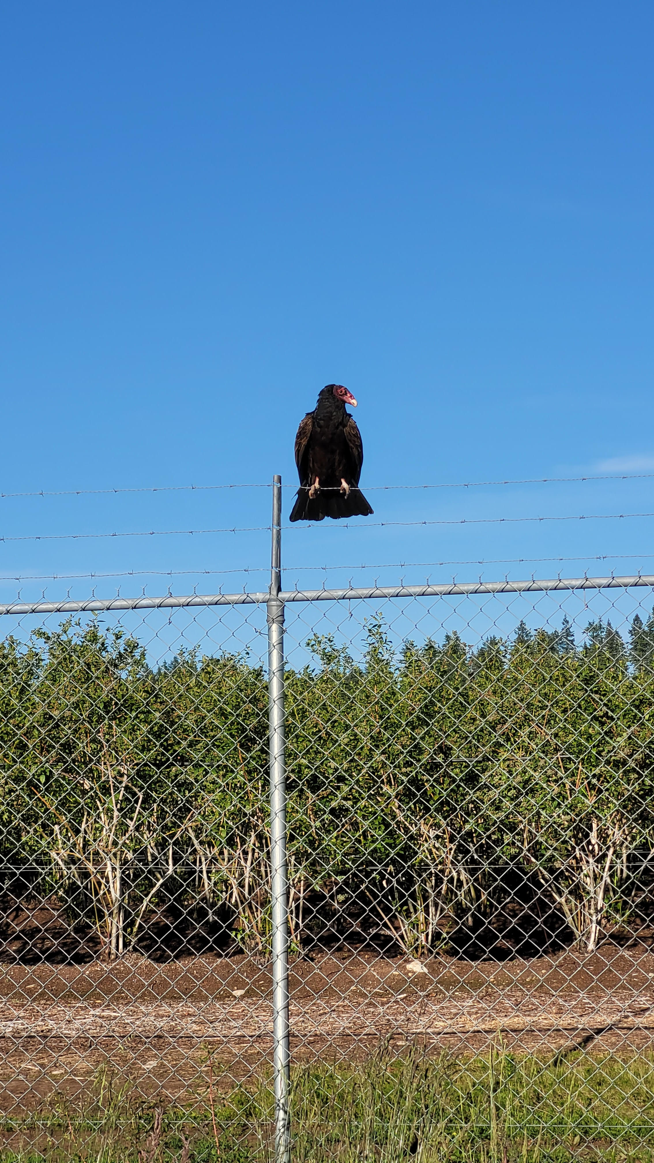 Five Questions with Tyner Gillies | Finnian Burnett